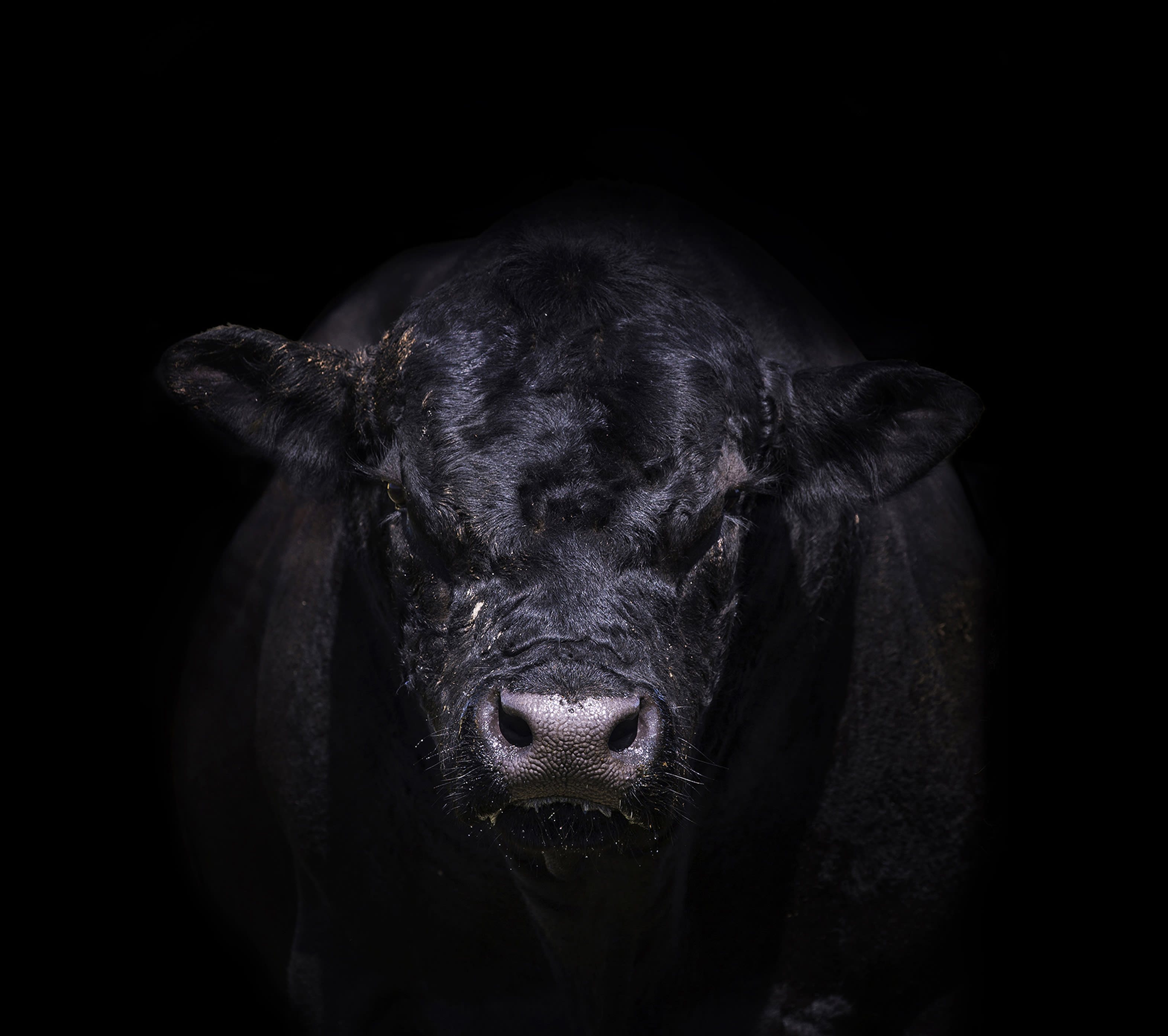 What a load of bull! | RNZ