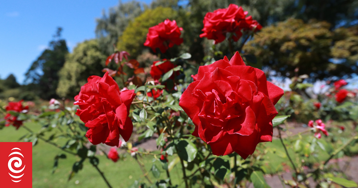 Fruit and Vege Report with Glenn Forsyth | RNZ