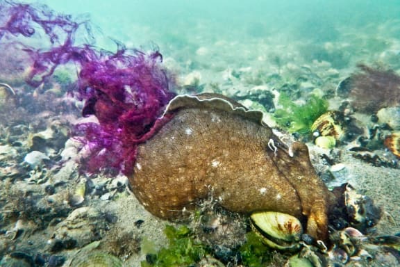 Collins Fieldguide to the NZ Seashore | A Gallery from Afternoons | RNZ ...