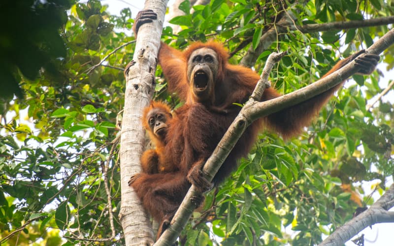 Climate change-fuelled storm decimated world's rarest great ape: study ...