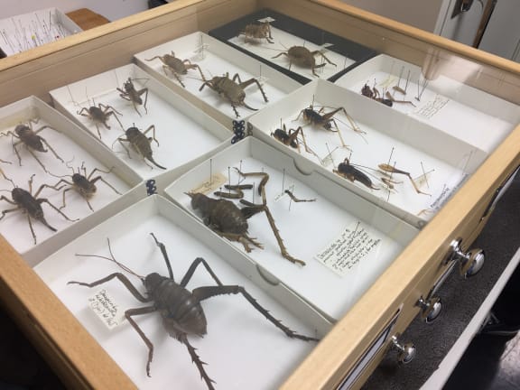 Canterbury Museum Insect Collection | A Gallery from Afternoons | RNZ ...