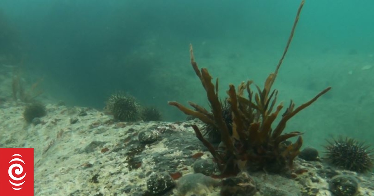 Abundant kina damaging reefs as fish numbers dwindle | RNZ News
