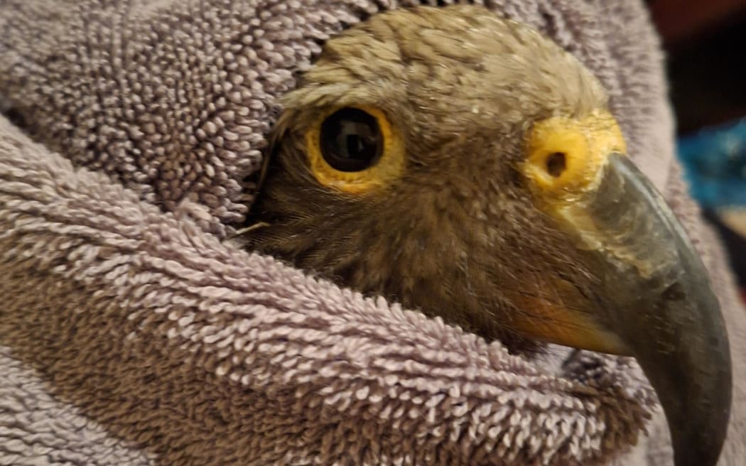 DOC looking for person who intentionally shot young kea in Golden Bay ...