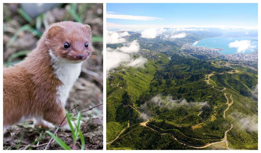 Weasel sighting at Wellington's Zealandia | RNZ News