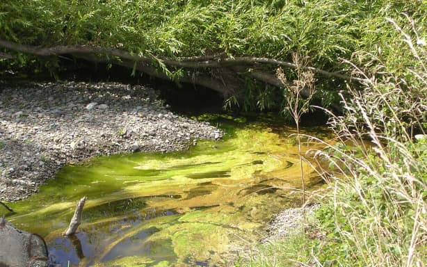 Govt urged to pull out of water scheme | RNZ