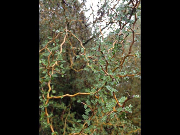 Native plants | A Gallery from Nights | RNZ National