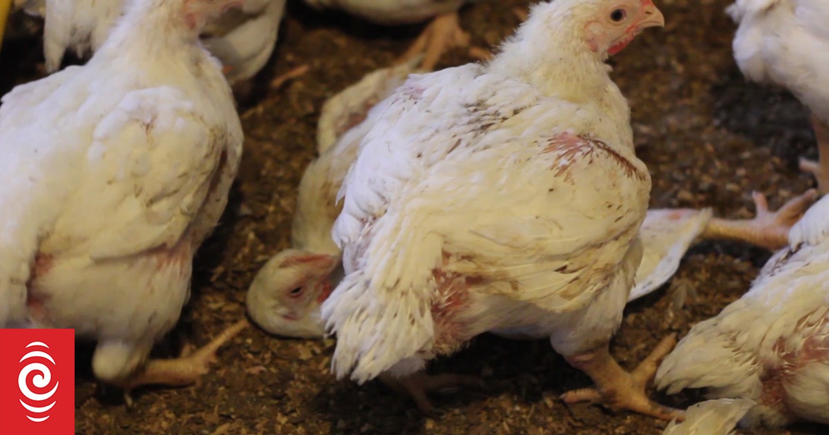 Calls for Tegel to be prosecuted after 'putrid, rotting' birds | RNZ