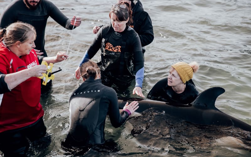 Rescuers seek pod sightings after baby orca stranded north of ...