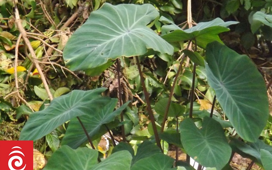 Fiji govt developing leaf blight-resistant dalo | RNZ News