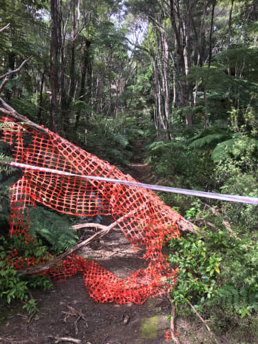 Kauri dieback: Tracks that should be closed still open | RNZ