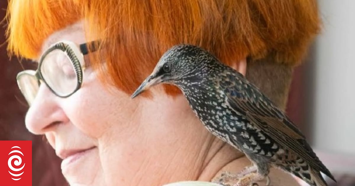The motet inspired by a rescued pet starling called Matisse | RNZ