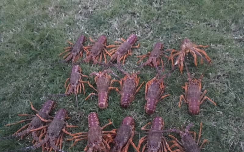 Crackdown on crayfish poaching at marine reserve | RNZ