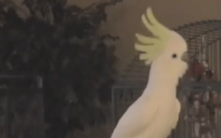 Watch: Can a cockatoo choreograph its own dance? | RNZ News
