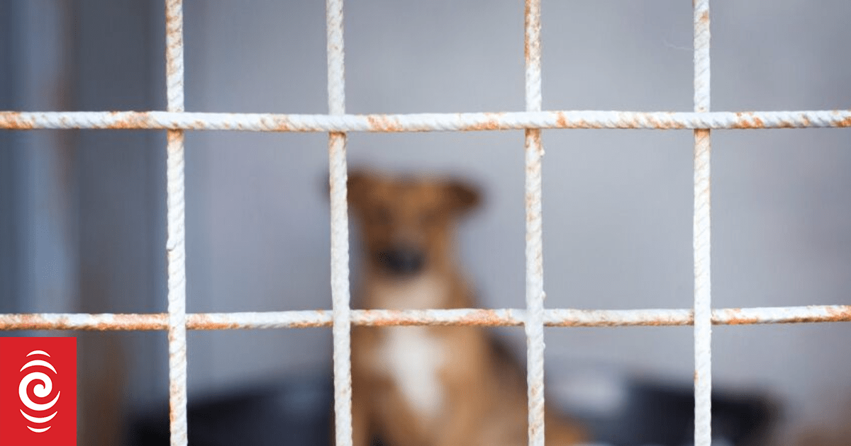 Auckland to get new animal shelter in Pukekohe as demand soars | RNZ News