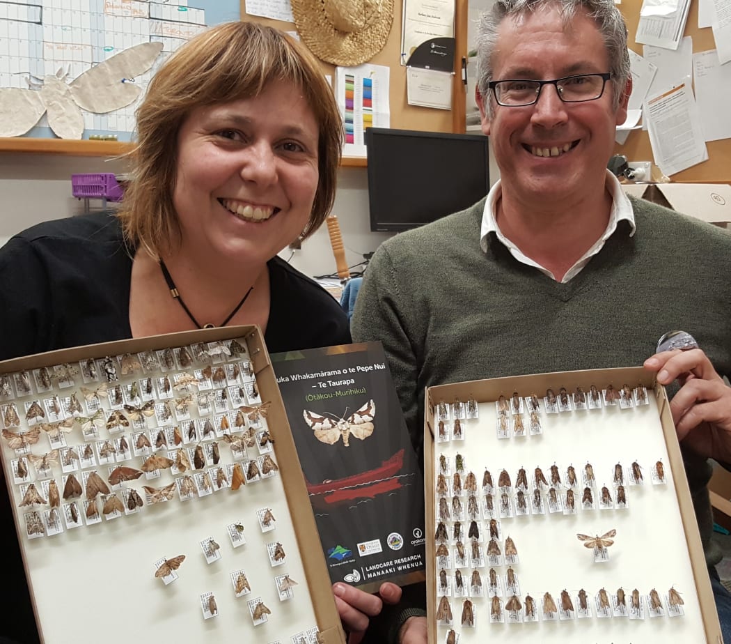 Shedding light on the world of moths | RNZ