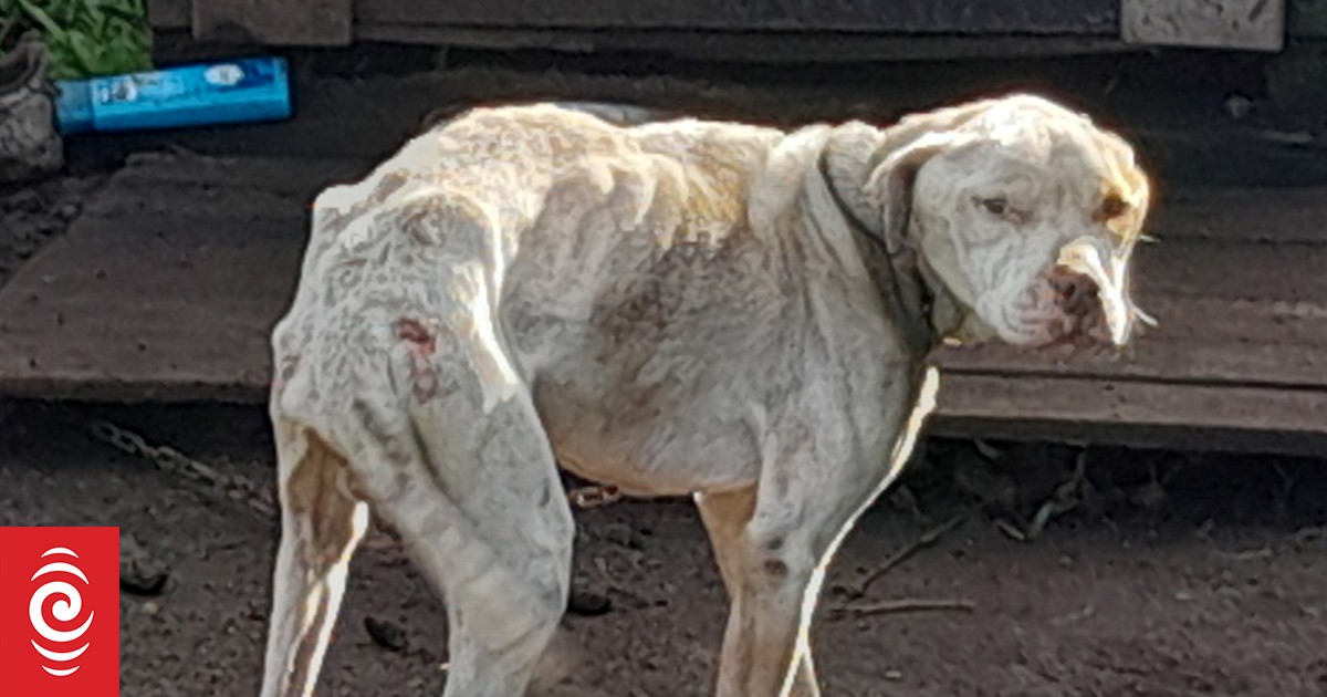 Pair disqualified from owning animals after starving dog found chained ...