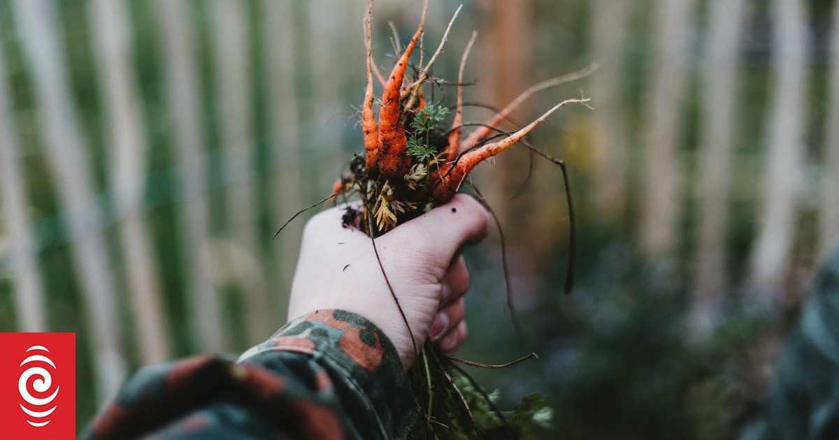 How gardening creates a time warp | RNZ