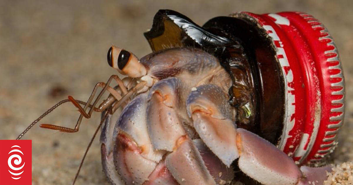 hermit crab bbc