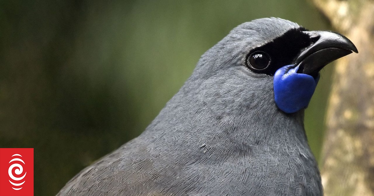 Feathers ruffled as kōkako crowned NZ Bird of the Year | RNZ News