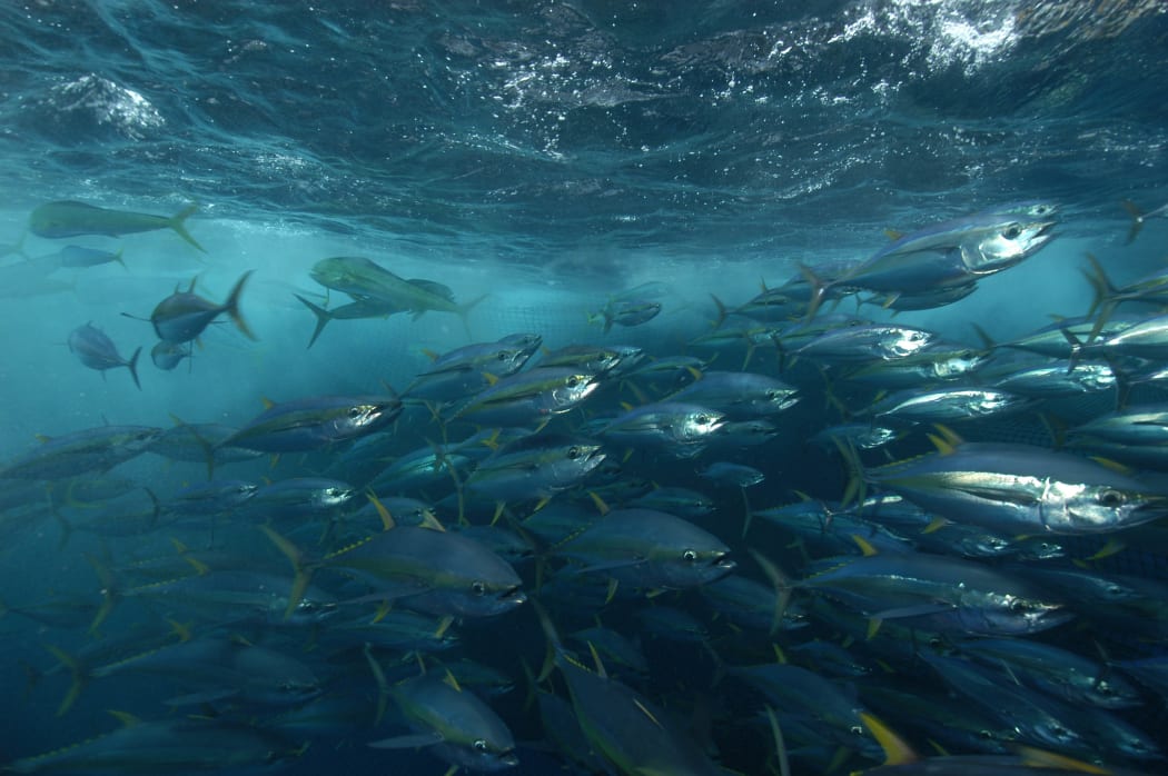 Scientists urge Pacific to be proactive about tuna migration | RNZ
