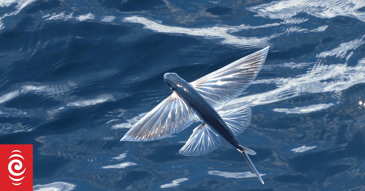 Critter of the Week Australasian flying fish | RNZ