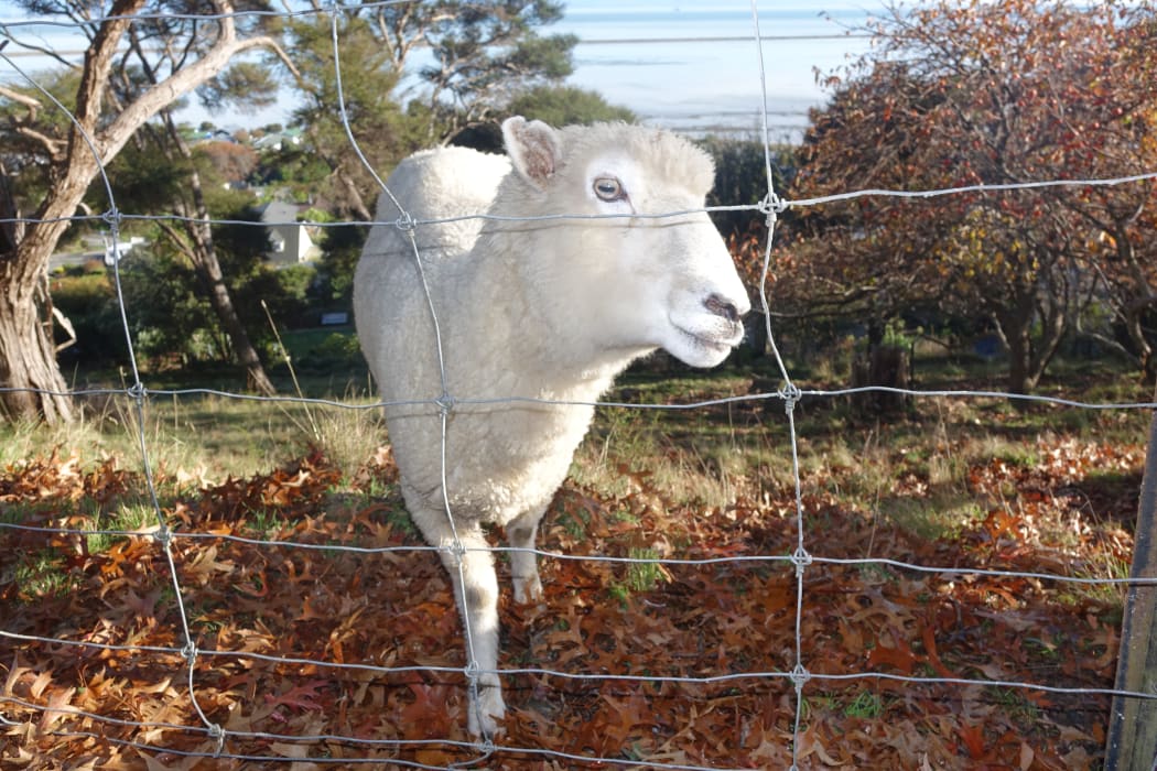 Busby takes the feijoa for New Zealand's oldest sheep | RNZ News