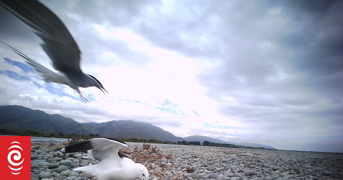 Karoro: The 'relentless' native bird preying on other species | RNZ News