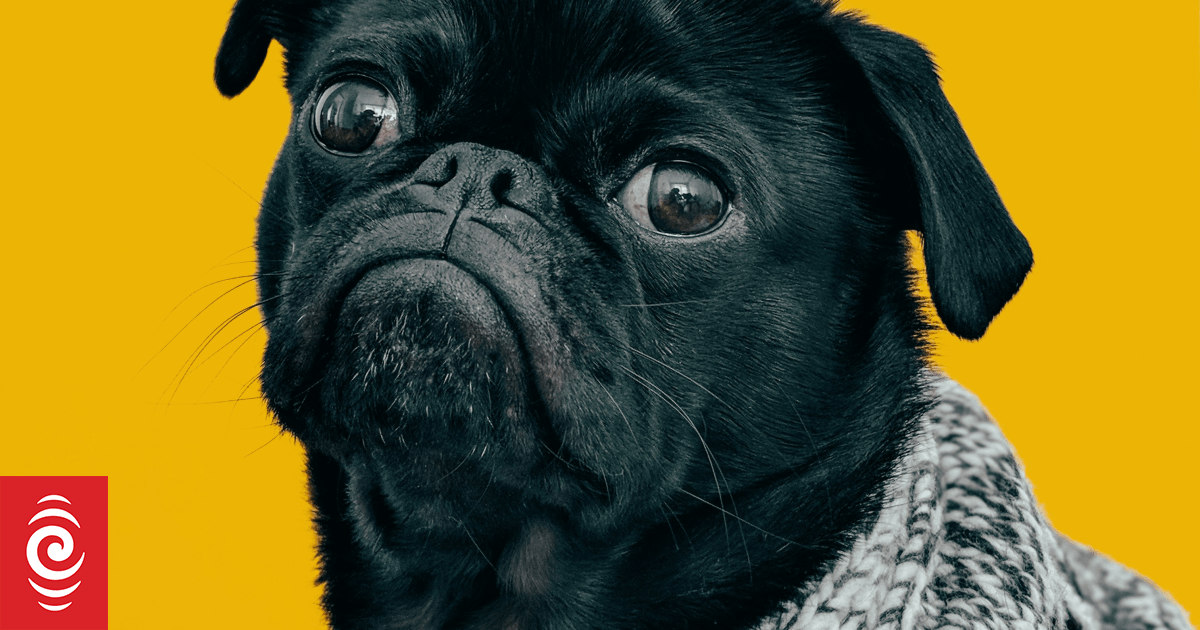 Mark Vette: how to handle anti-social dogs | RNZ