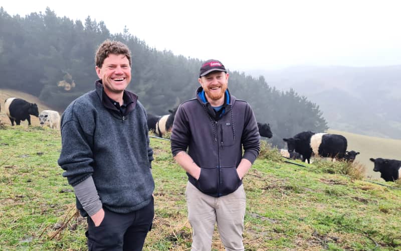 Putting a steak in the ground with heritage breed | RNZ