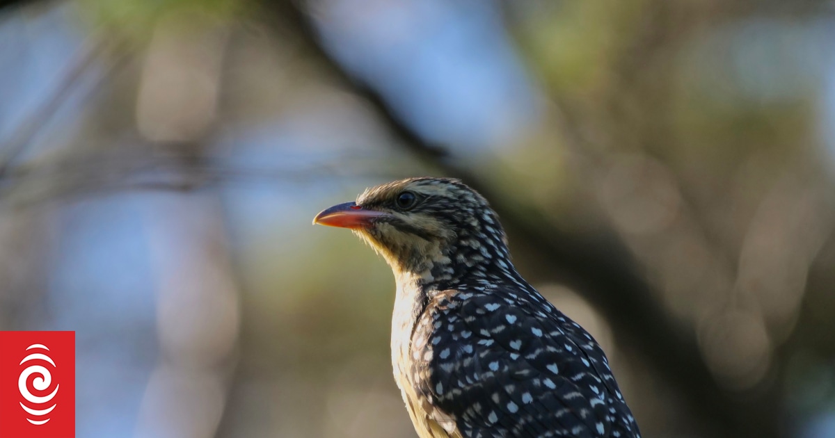 Critter of the Week: koekoea or long-tailed cuckoo | RNZ