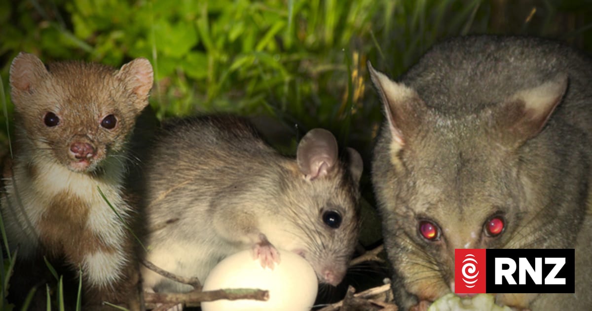 Ministers quizzed over bottom trawling, freshwater, axing Predator Free ...