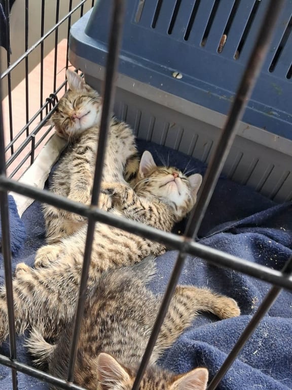 Cat management a growing and intractable problem | RNZ News