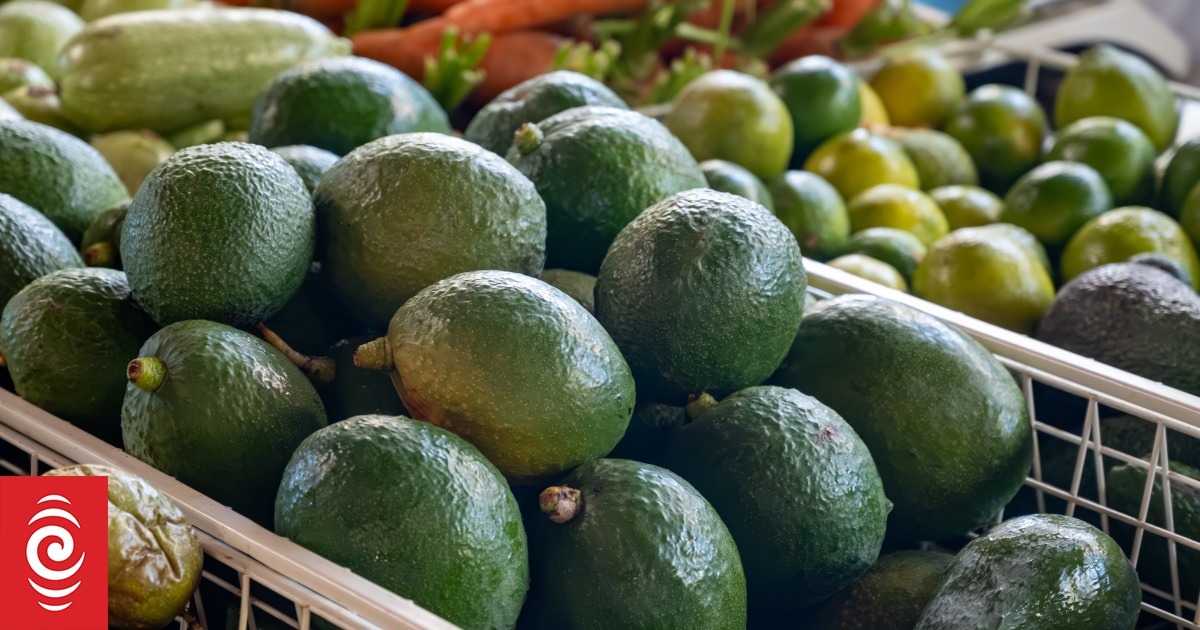 'Hopeless' avocado season puts pressure on growers | RNZ News