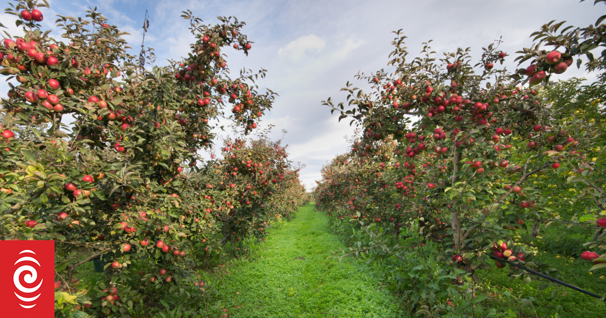 How labour shortages are impacting the apple and pear industry | RNZ