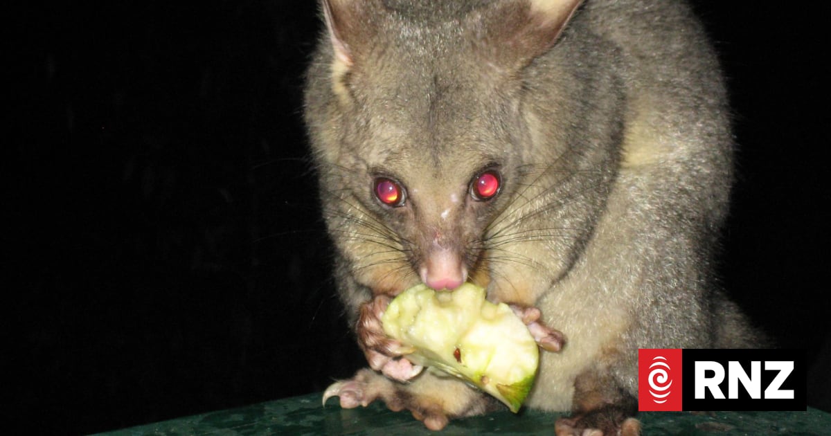 Pee could be the key to pest control | RNZ