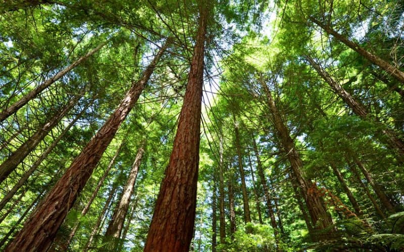 Thousands of hectares of trees to be planted | RNZ