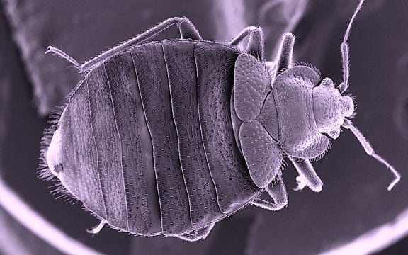 Bed bugs are winning the war against humans | RNZ