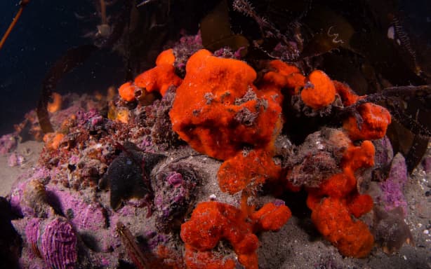Microplastics detected in every sponge sample from three Wellington ...