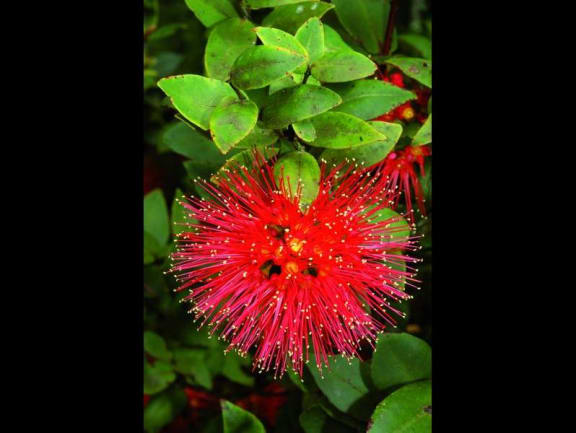 New Zealand's Native Trees | A Gallery from Nine To Noon | RNZ National