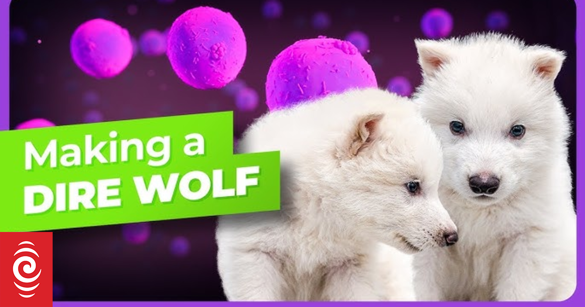 Science: GE wolf back from extinction - or is it? | RNZ