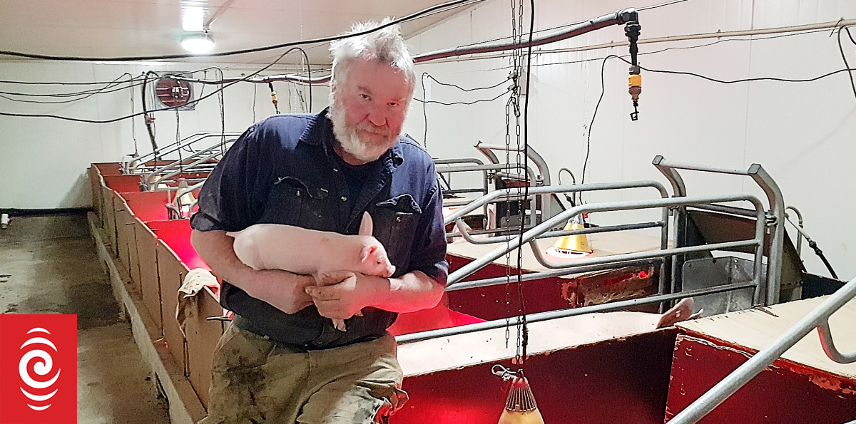 A Piggery on the Peninsula | RNZ News