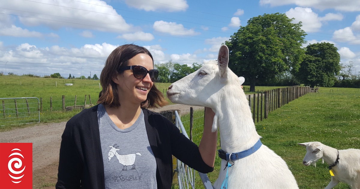The Mood of Goats | RNZ News
