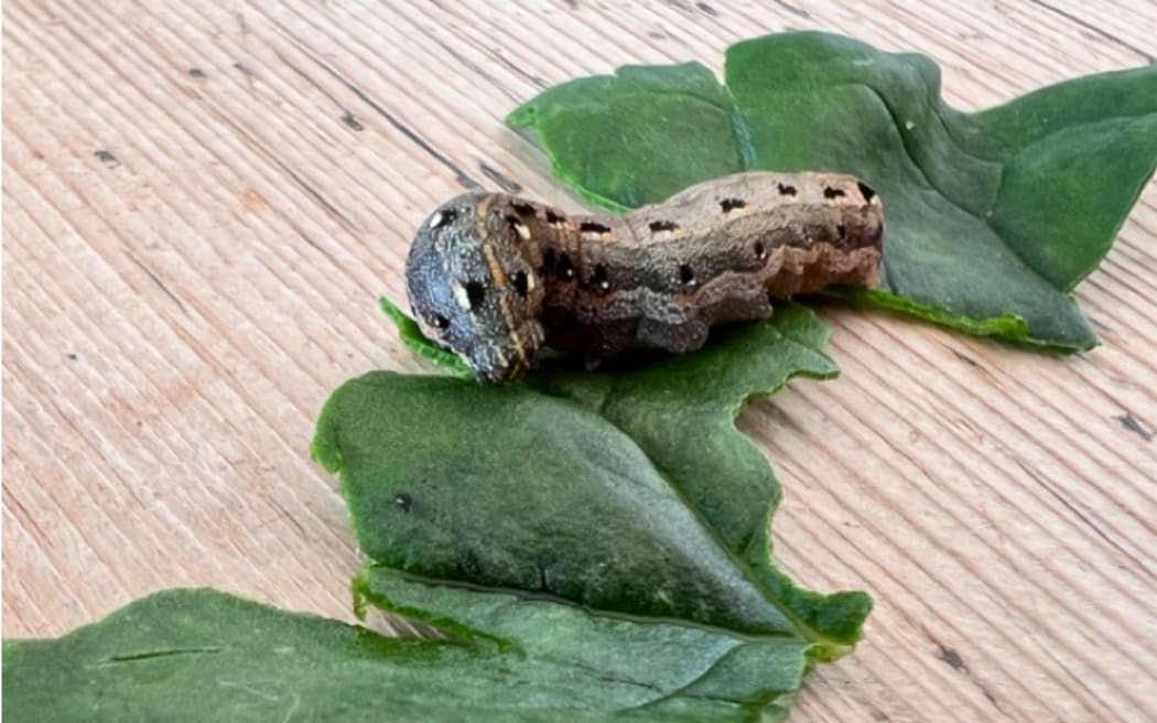 Fall armyworm fight gearing up | RNZ