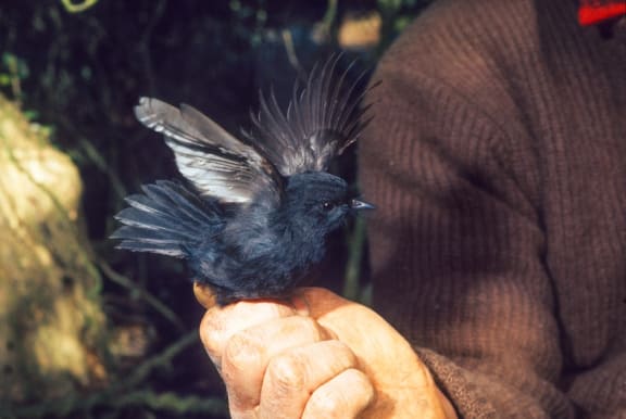 Rod Morris | A Gallery from Afternoons | RNZ National