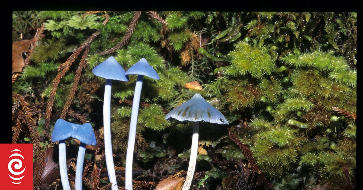 Critter Of The Week | RNZ