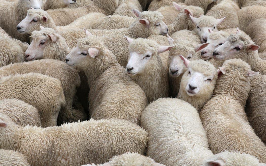 At least 50 lambs dead after van and stock truck crash, overturning ...