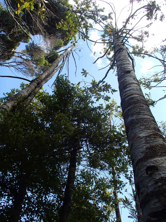 Kauri dieback and how microbes sense the world | RNZ