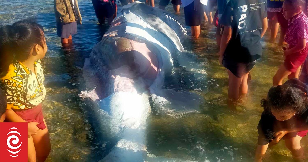 Baby whales 'thrown over the reef' during migration due to warmer oceans | RNZ News