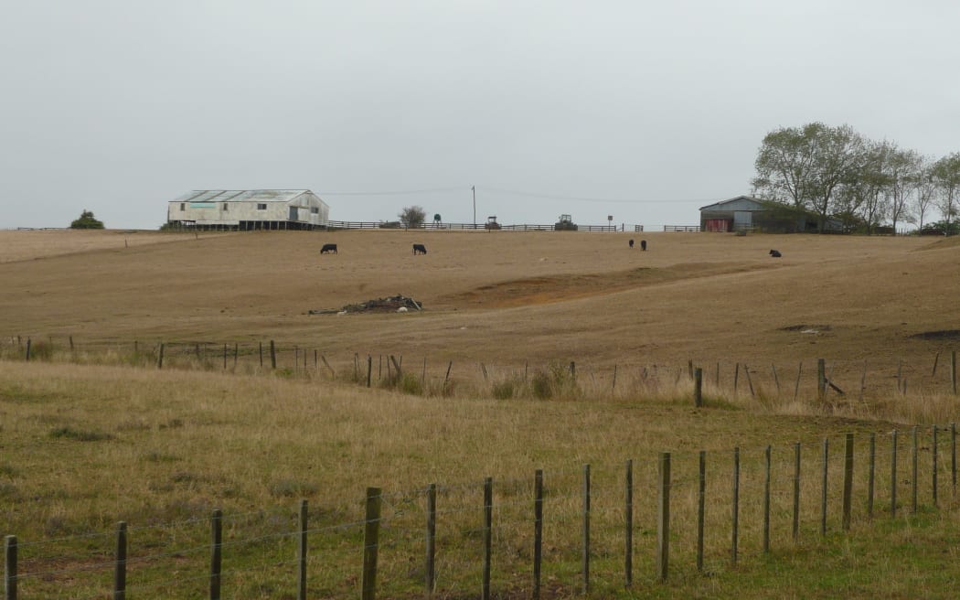 Dry weather hits Waikato farms | RNZ News