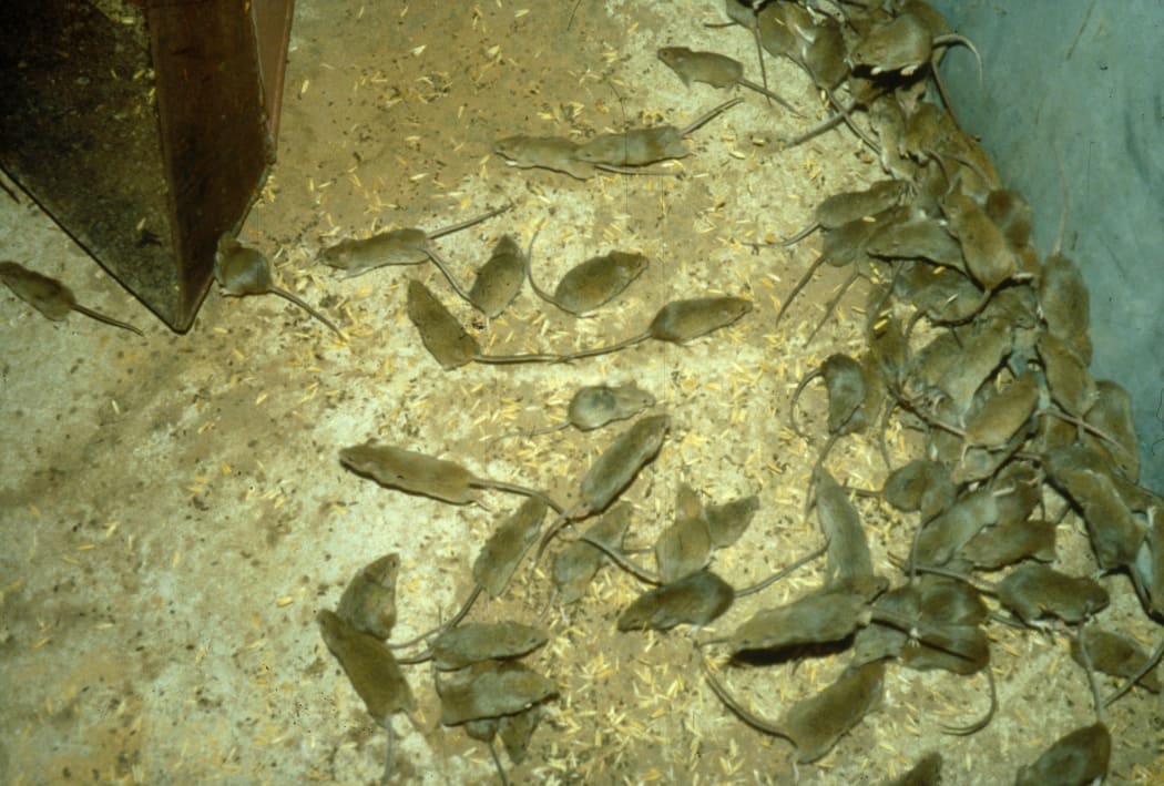 A panel of experts at the 2021 NZ International Science Festival on ...